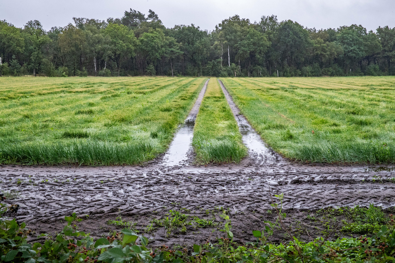 Waarom boswachter Jos geen zomerse regendans doet op de Sallandse ...