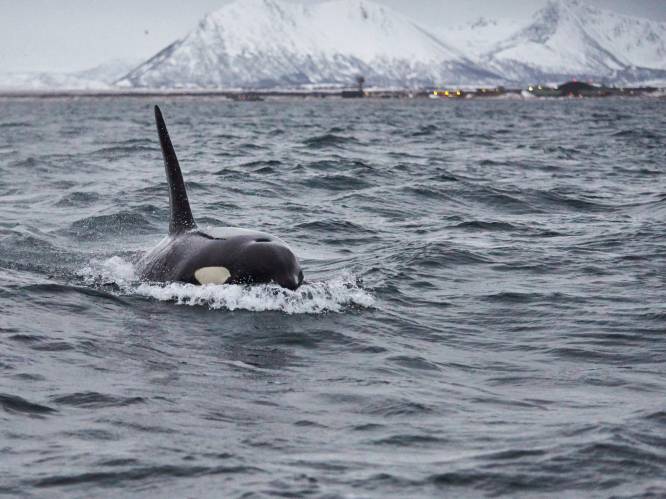 Orka's brengen weer zeilboot tot zinken in Straat van Gibraltar: al 700 ...