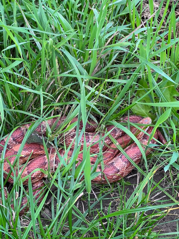 Chiroleider vindt korenslang naast speelveld | Kortrijk | hln.be