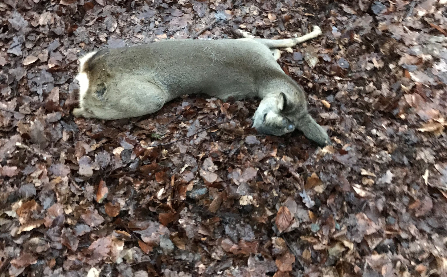 Marcel moet binnen een week twee reetjes afschieten die waren opgejaagd ...