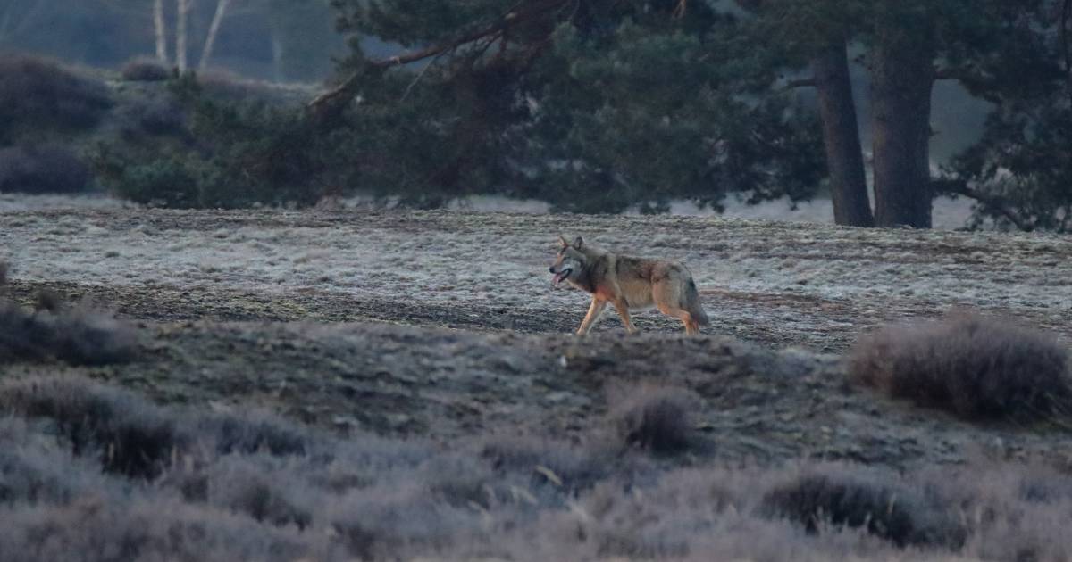 Ineens Stond Gerbrand 42 Oog In Oog Met Een Wolf ‘ik Geloofde Mijn