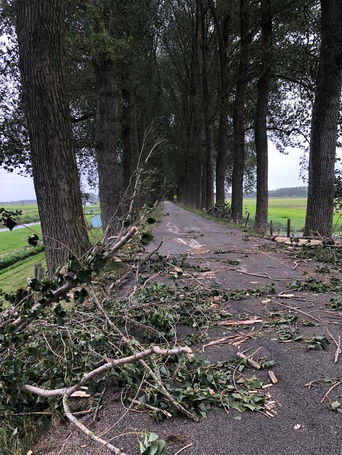 Markante rij van 521 populieren aan Dordtse Zeedijk gaat uit voorzorg ...