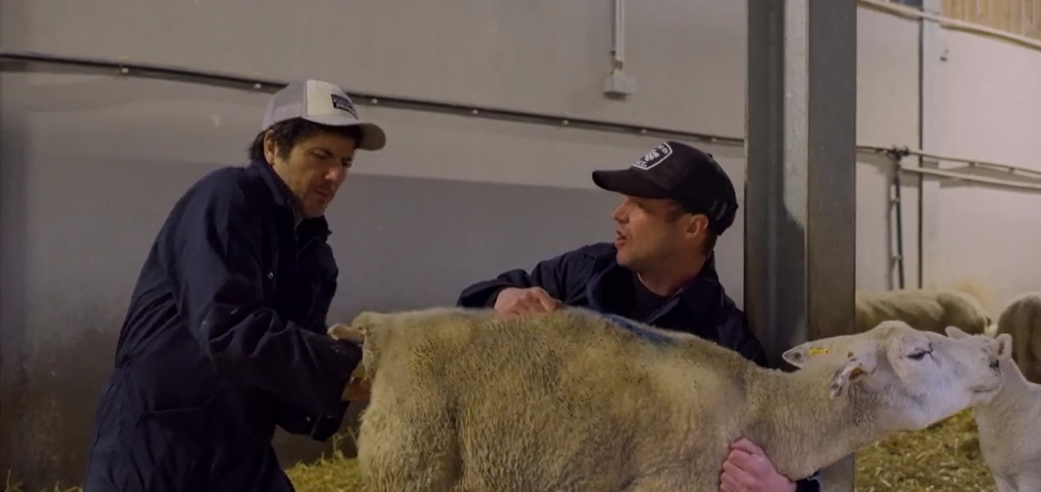 “Mijn trouwring zit nog ergens in dat schaap”: Mathias en Dieter ...