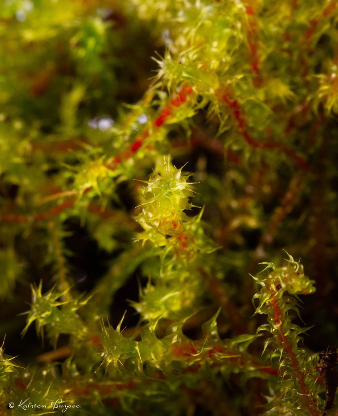 Zo mooi kan de Aalsterse natuur zijn: fotografe Katrien zoomt in op de ...