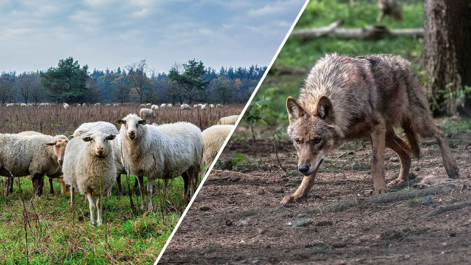 Schapen van boer Gerrit vielen in Putten ten prooi aan een wolf, ook ...