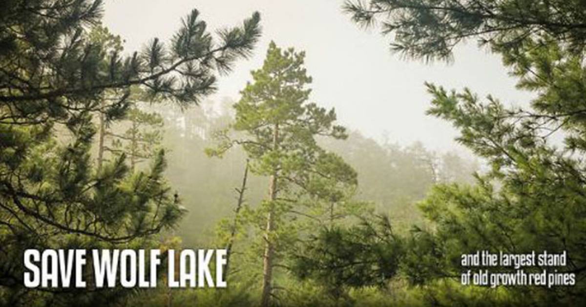 Inspirerende timelapsevideo over verwoesting Red Pine Forest | Milieu ...