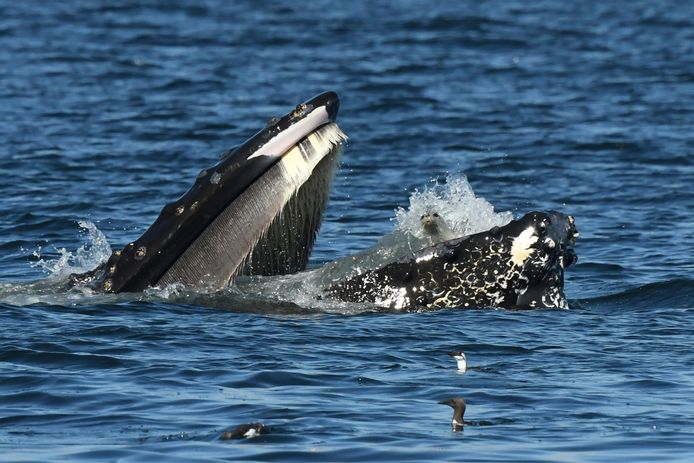 “Help!”: unieke natuurfoto toont hoe verbouwereerde zeehond per ongeluk ...