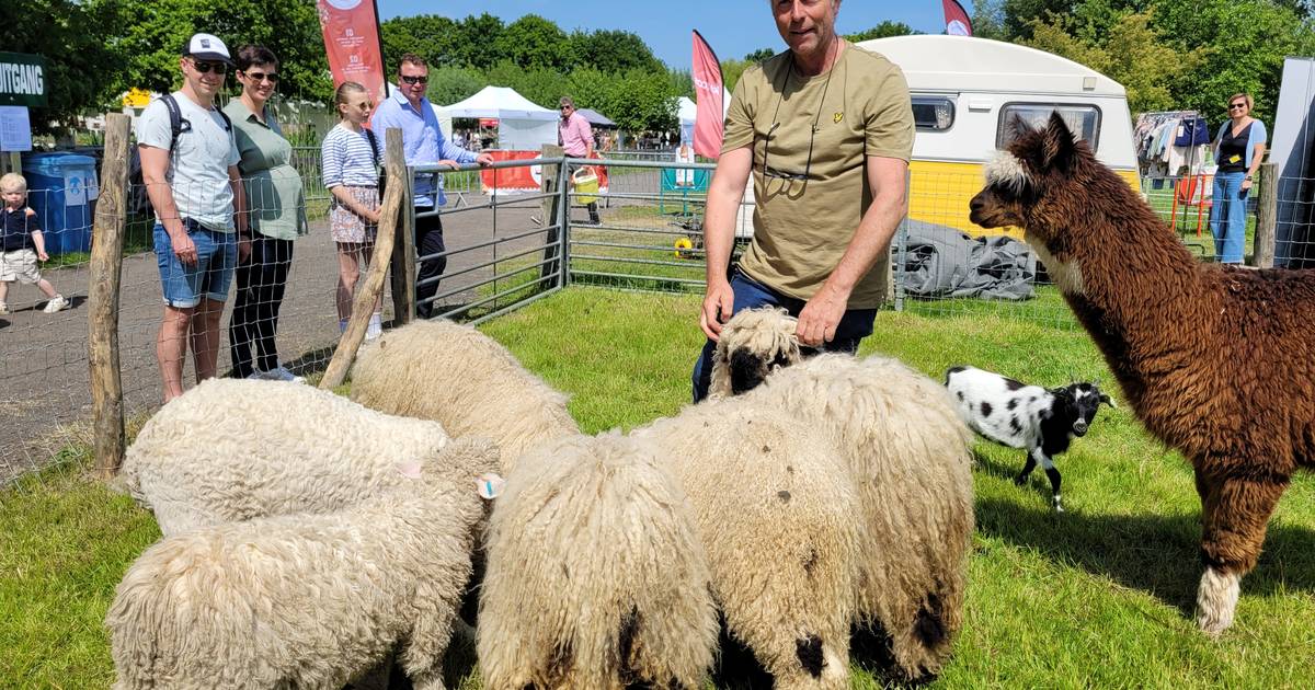 Schone Schaapjes stevent af op topeditie: “Opluchting dat wolf Staden ...