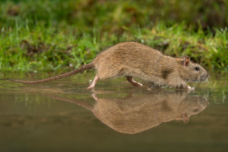 Rattengif werkt steeds minder goed: dus de plaag blijft en het gif ...