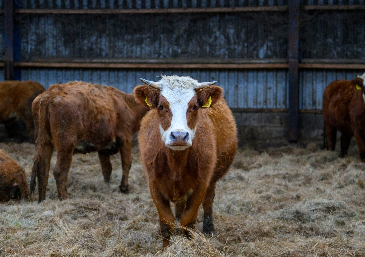 De omgekeerde wereld in Bruinehaar: hoe overheid en LTO een biologische ...