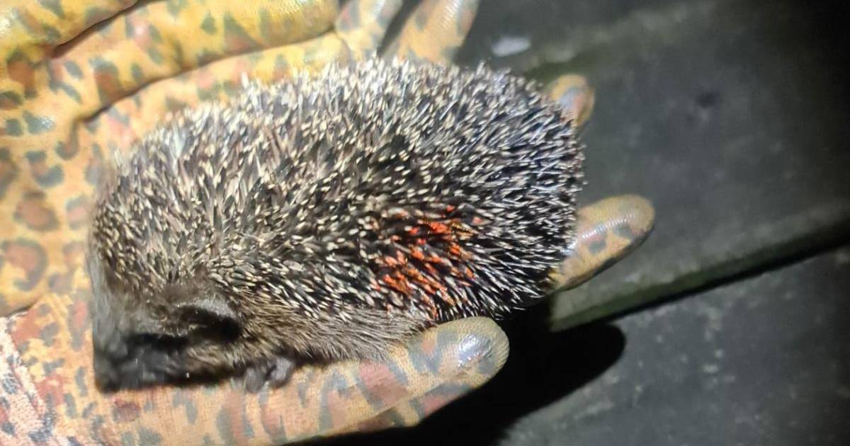 De egel heeft het zwaar in Vlaardingen: ‘Als ik er eentje tegenkwam ...