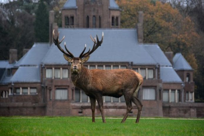 Bekendste edelhert Hubertus tentoongesteld in Museonder | De Vallei ...