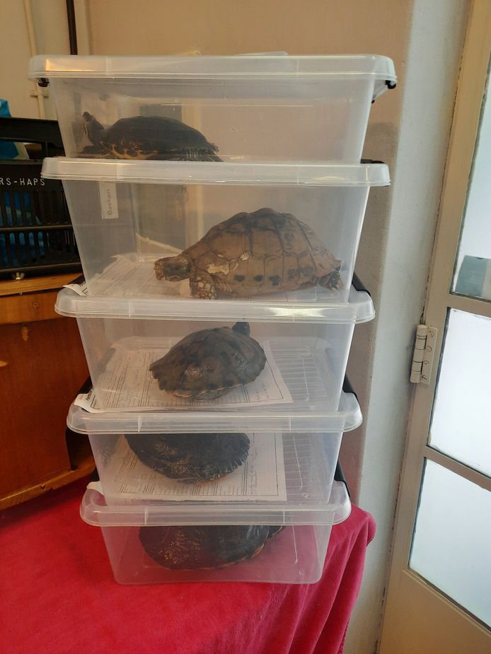 Dierenambulance vangt gedumpte schildpadden op: ‘Ze overleven niet in ...