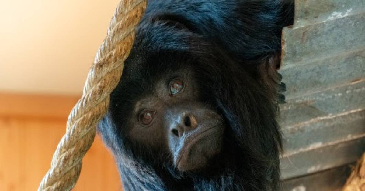Drie zwarte brulapen nieuw in ZooParc Overloon | Boxmeer | gelderlander.nl