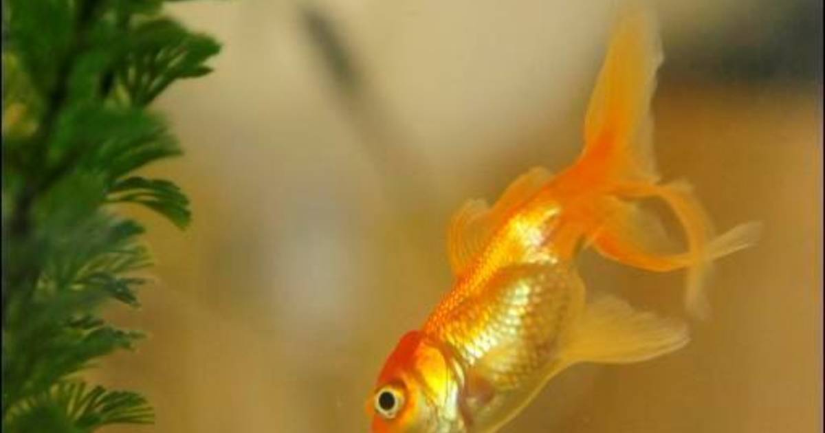 Dode goudvis mag gaan stemmen in Illinois | Buitenland | hln.be