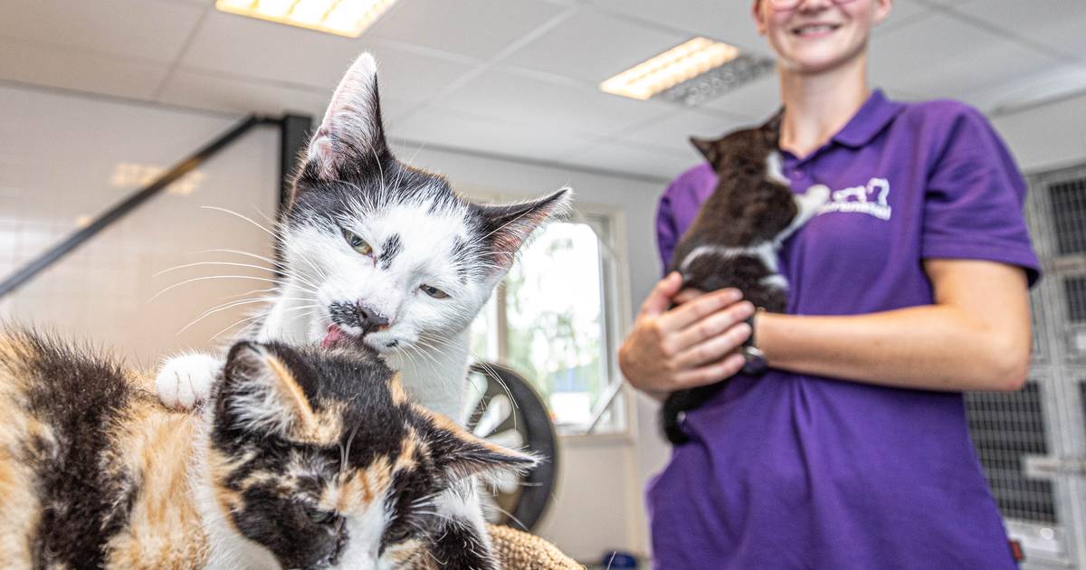 Dierenasiel in Zwolle raakt voller en voller: ‘Dit jaar spant de kroon ...