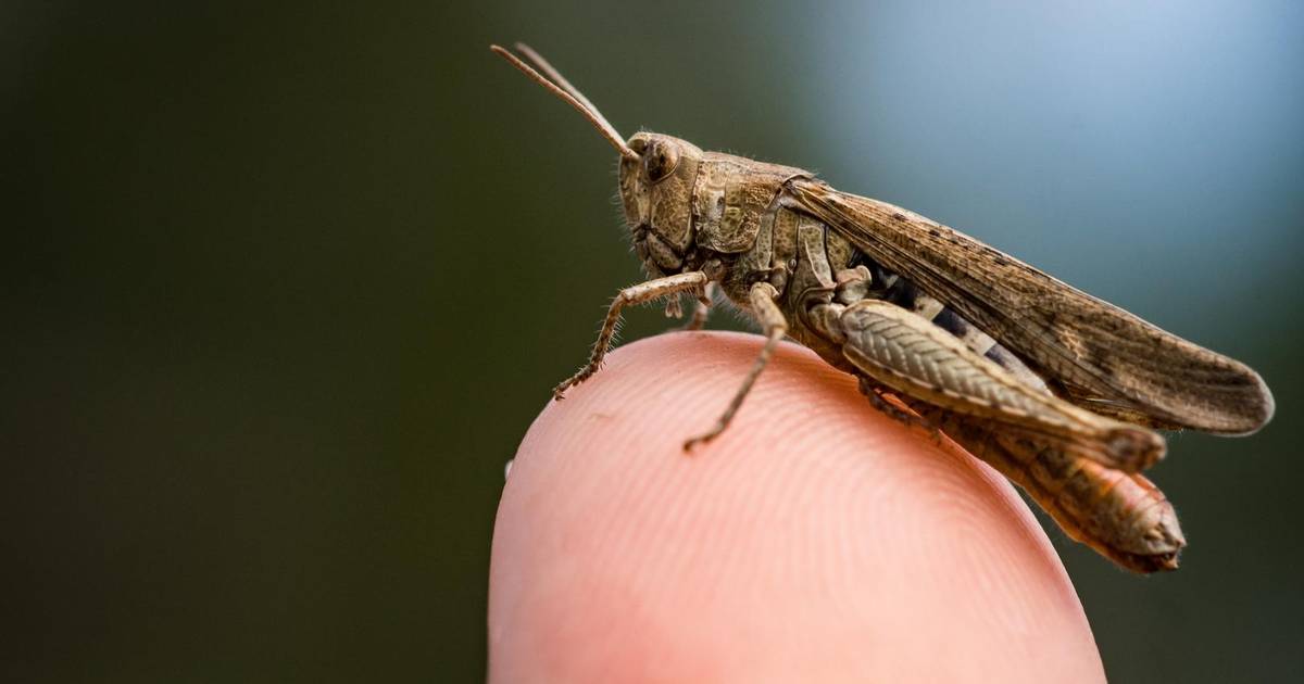 Wetenschappers UAntwerpen: “Eetbare insecten bevatten weinig ...