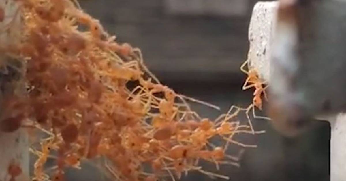 Un pour tous, tous pour un: des fourmis intelligentes forment un pont ...
