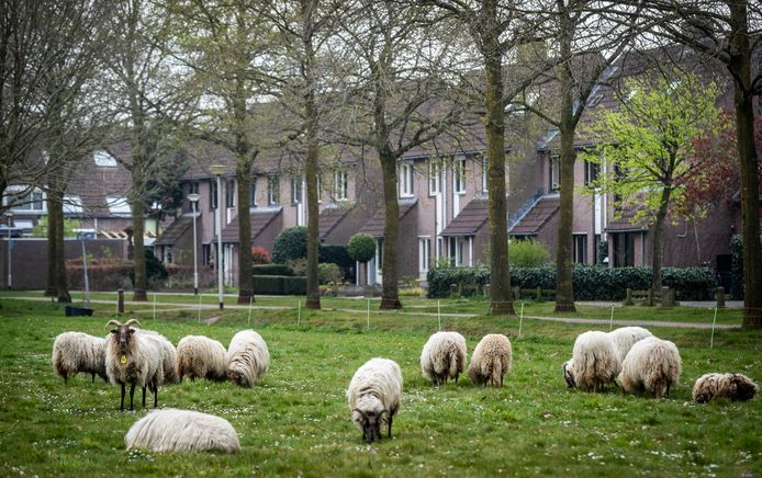 Schapen blijven in de Heiakker grazen | De Peel | ed.nl