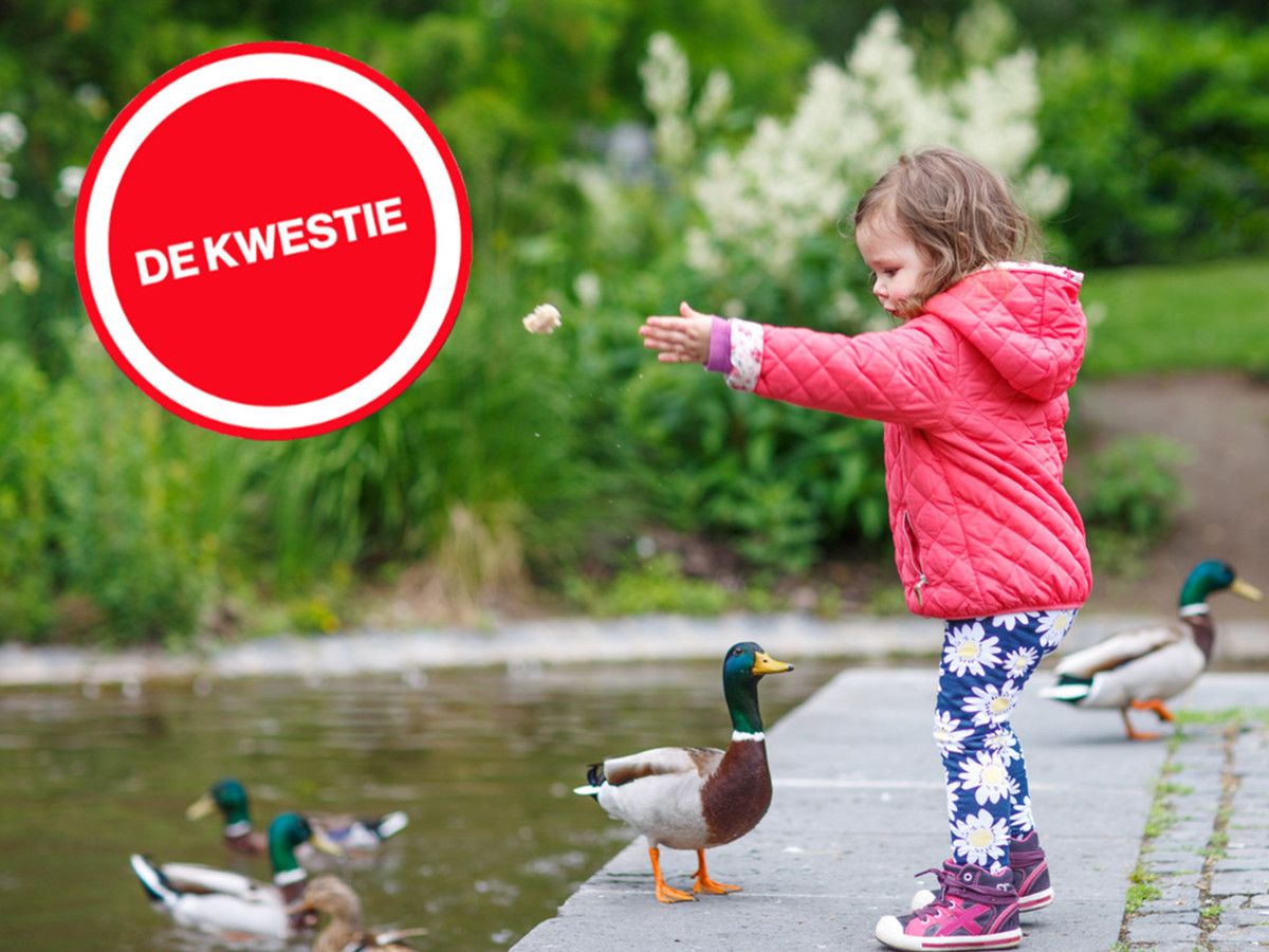 Geen eendjes meer voeren door voederverbod, een goede maatregel of toch een tikkie overdreven ...