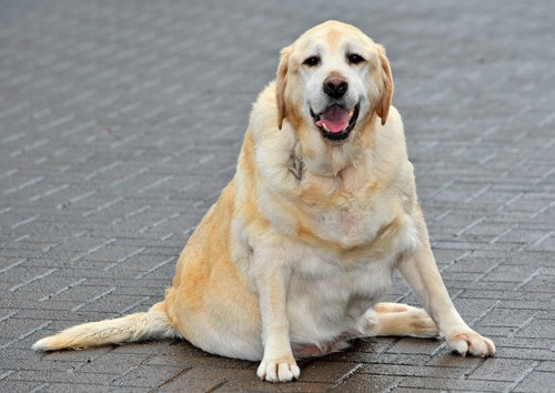 Maître obèse = chien obèse! | Foto | 7sur7.be