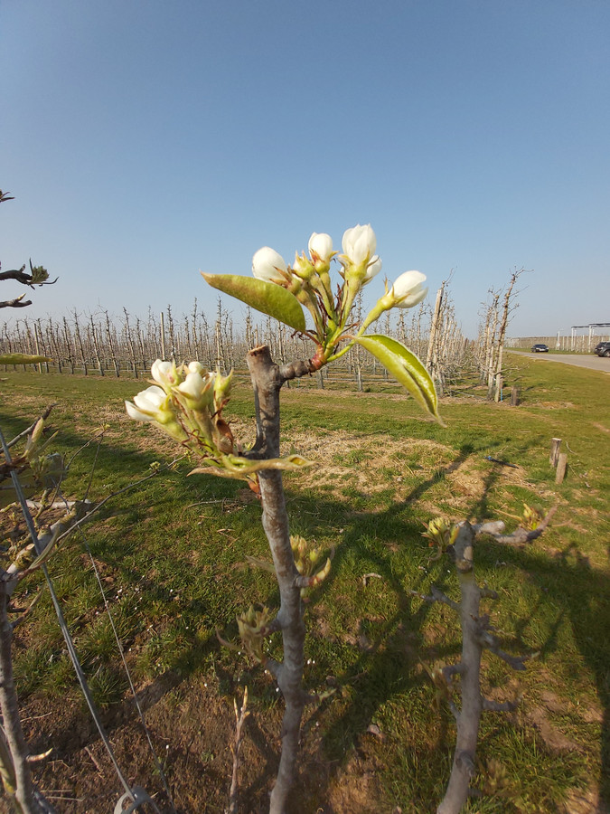 Haspengouw houdt adem in voor eerste bloesems: “We zijn vroeger dan ...