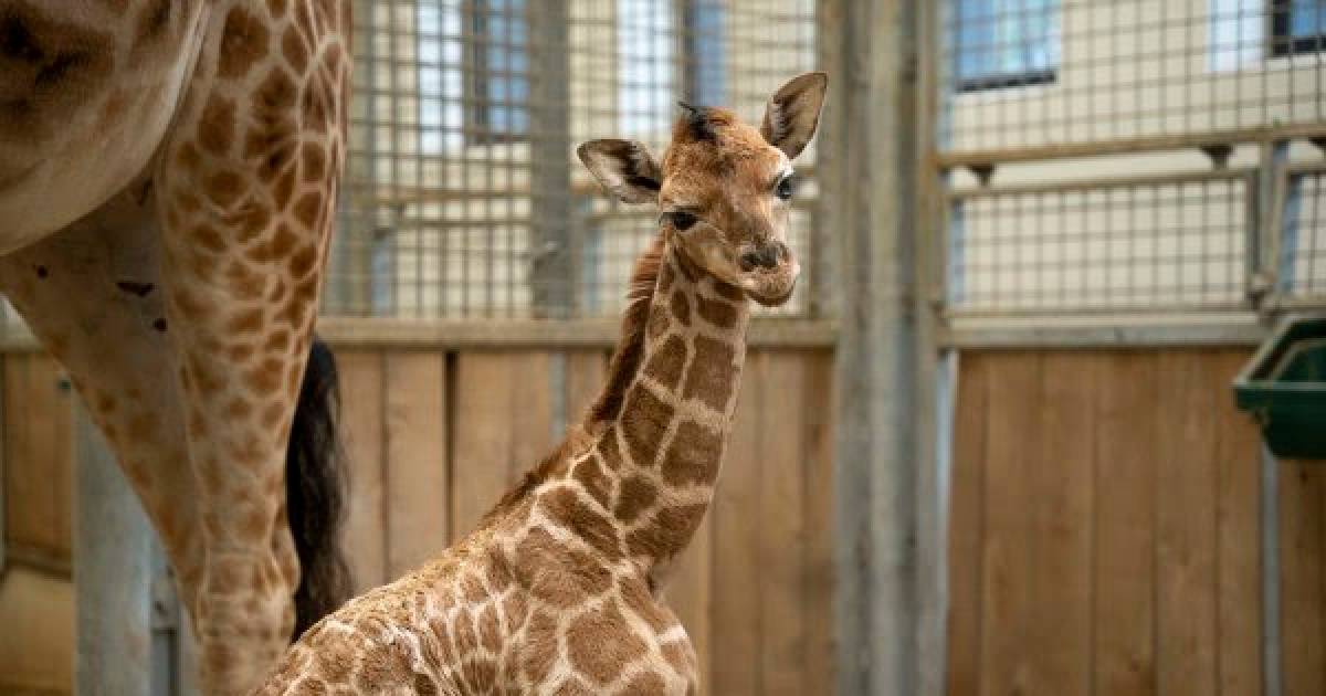 Verzorgers Burgers’ Zoo doen leuke ontdekking in stal: zeldzame giraffe geboren | Arnhem ...