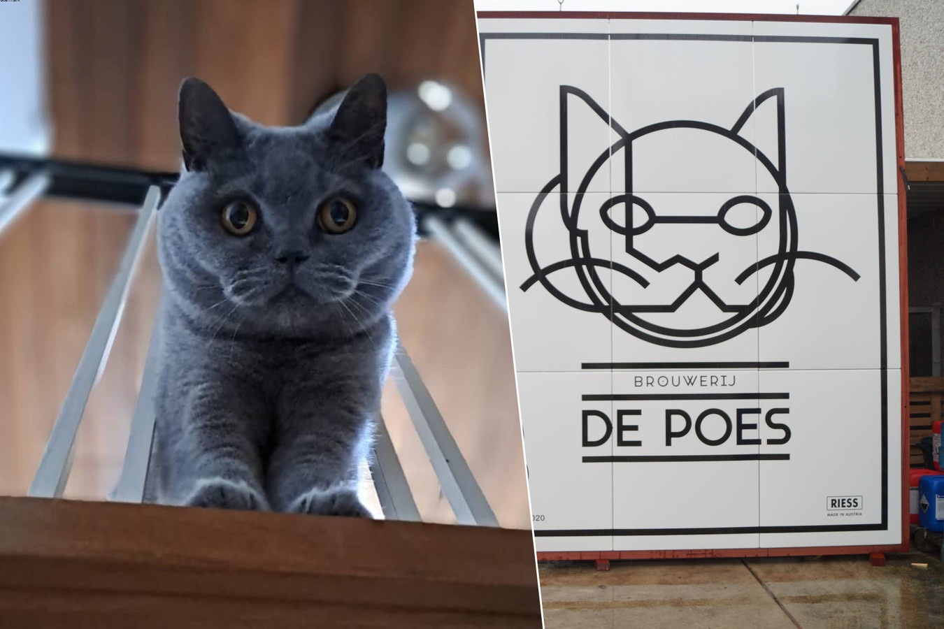 Huiskat die tien jaar geleden model stond voor Brouwerij De Poes ...
