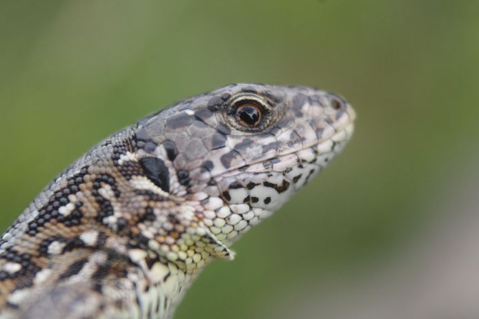 Tilburgse mountainbikers moeten blokje om voor levendbarende hagedis ...