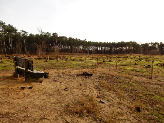 Raster op Belse Heide zorgt ervoor dat schapen veilig kunnen grazen ...