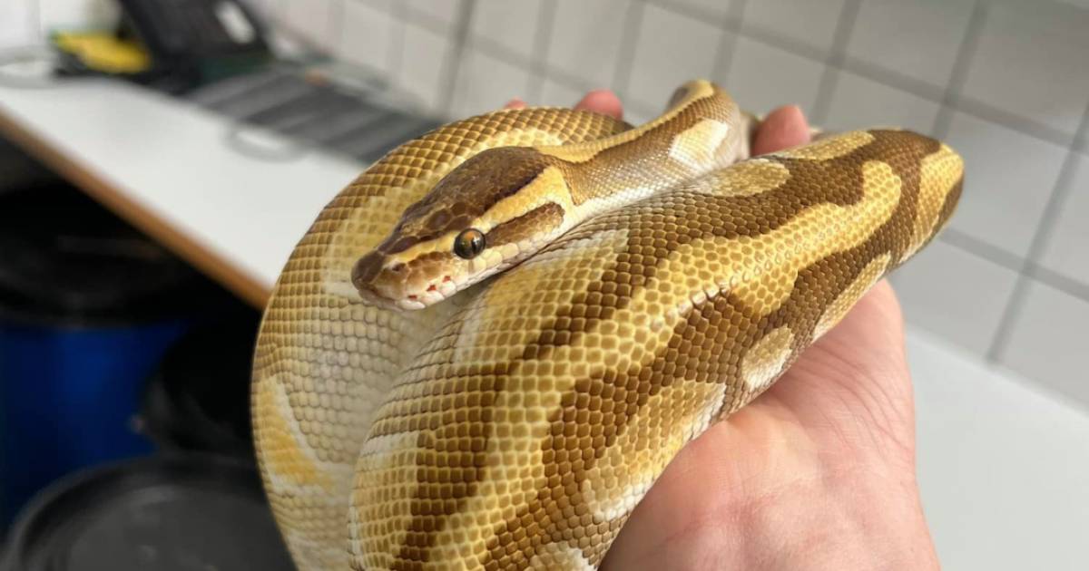 Koningspython verdwaald en gevonden bij iemand thuis in Utrecht (die ...