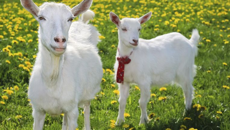 Aldi haalt 'blije geit in de wei' van verpakking na klacht Wakker Dier