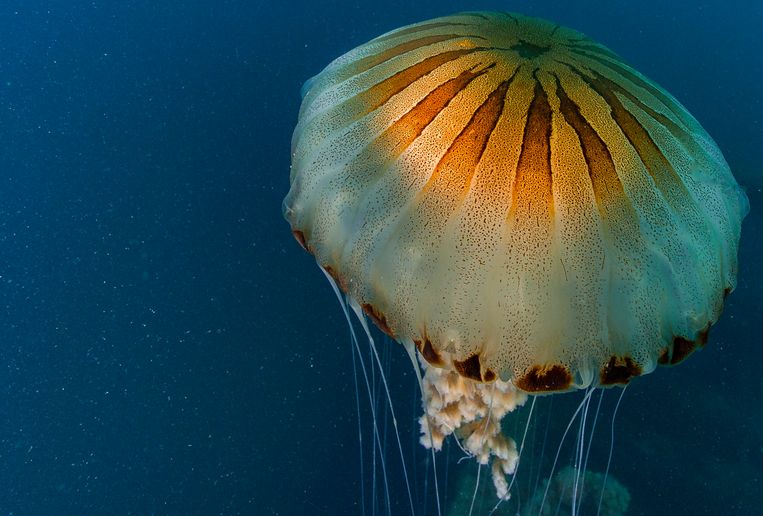 Wat moet je doen bij een kwallenbeet? ‘Dat van die pipi, dat is een ...