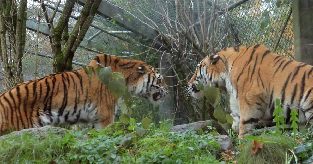 Tijgers in DierenPark Amersfoort gekoppeld in hoop op liefdesmatch ...