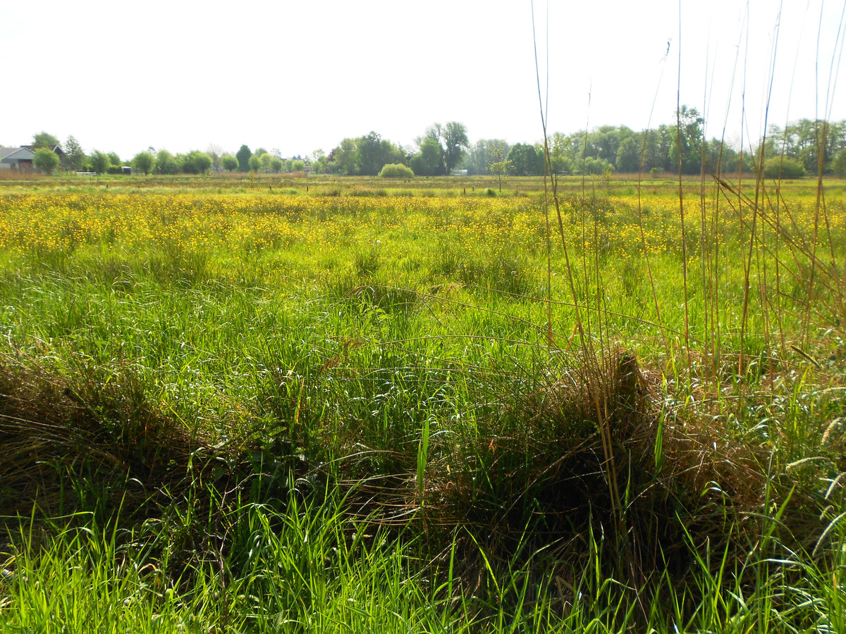 In ons land zijn er liefst 13 soorten boterbloemen; van de behaarde tot de kruipende en ...