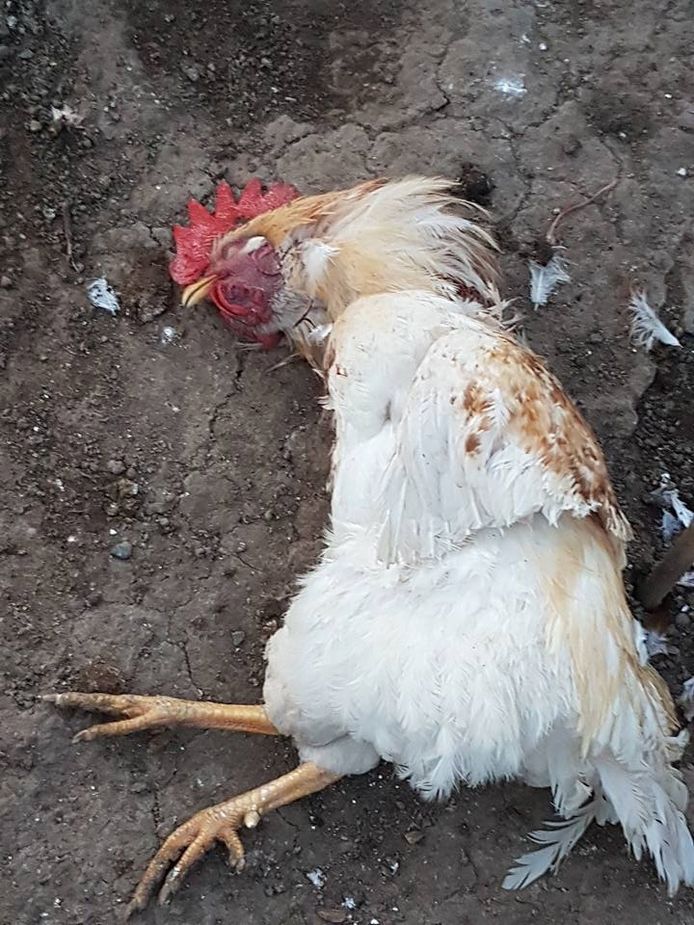 Slagveld in kippenhok Bunnik: 23 dode kippen | Utrecht | AD.nl