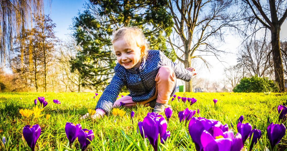 Anne (5) blij met kleurrijke voorbodes van de lente | Zwijndrecht | AD.nl
