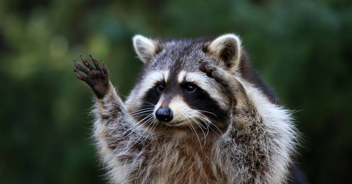 Wasbeer rukt op in Nederland: “Afschieten is enige zinvolle optie ...