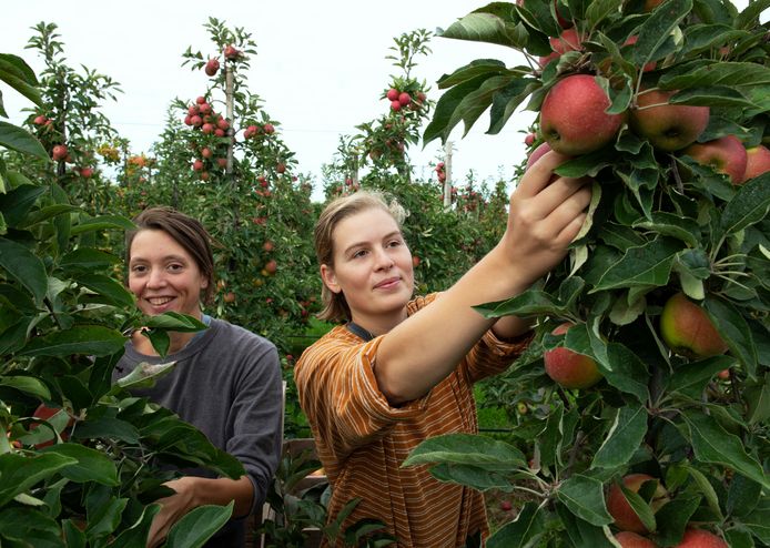 Burgemeestersdochter in de boomgaard: ‘Soms zijn mijn handen te klein ...
