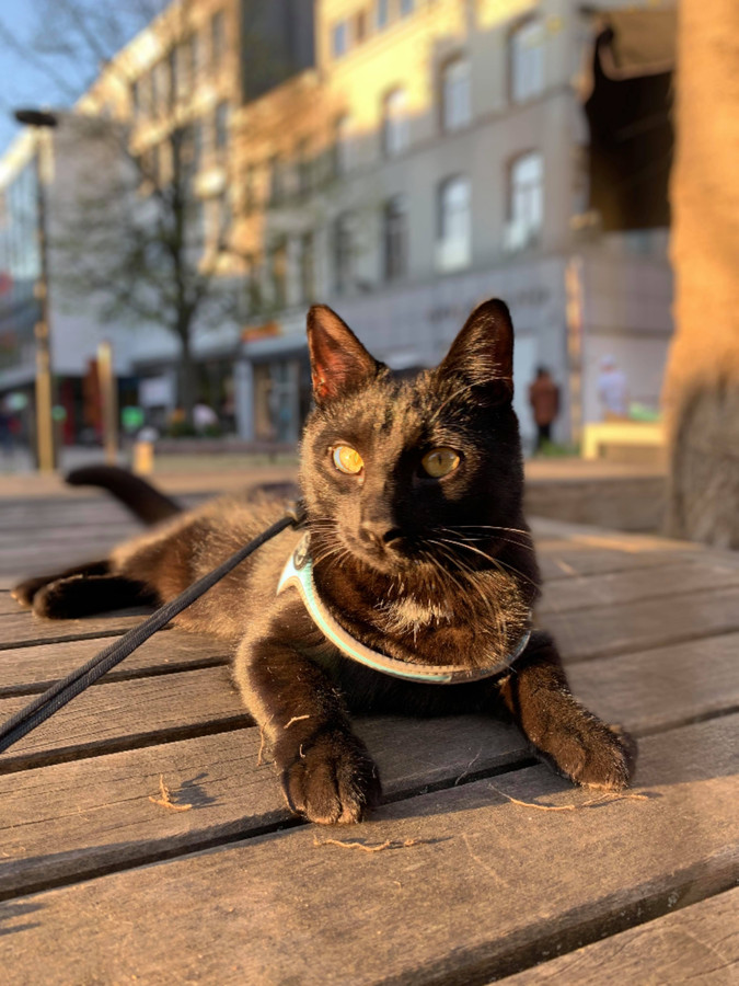 Dierenverzorgster Axelle (25) opent dinsdag Cats & Cups: “De katten ...