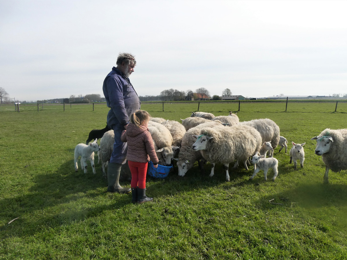 Lammetjes tellen en Plaet Gespult | Foto | AD.nl