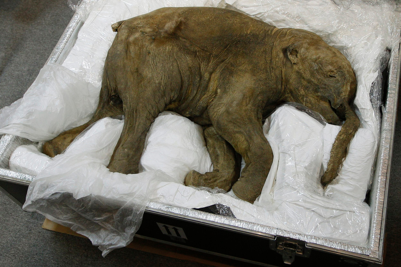 "Prehistorische jagers vonden vooral baby-mammoeten lekker" | Foto | hln.be