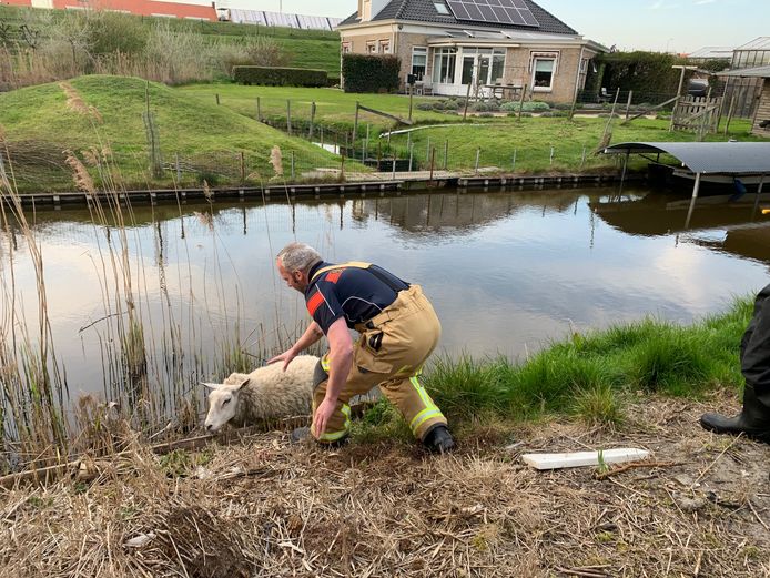 Schaap haalt nat pak in Monster | Westland | AD.nl