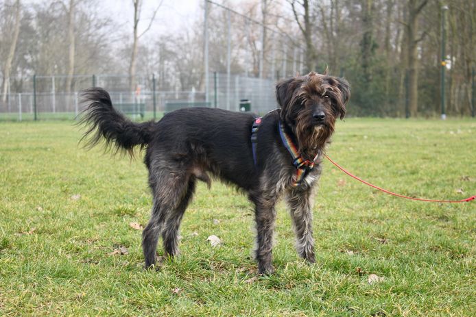 Deze vrolijke chocoladebruine mini bouvier genaamd Boef (4) zoekt een ...