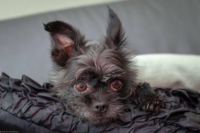 Dit zijn onze Frekkels uit de regio | Home | gelderlander.nl