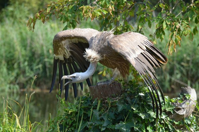 Vale gier brengt het hoofd van vele vogelaars op hol, maar wat kwam ‘ie ...