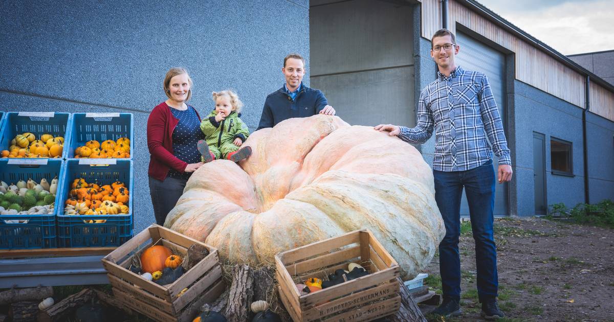 Wat begon als wedstrijdje met buurman leidt tot grootste pompoen van ...