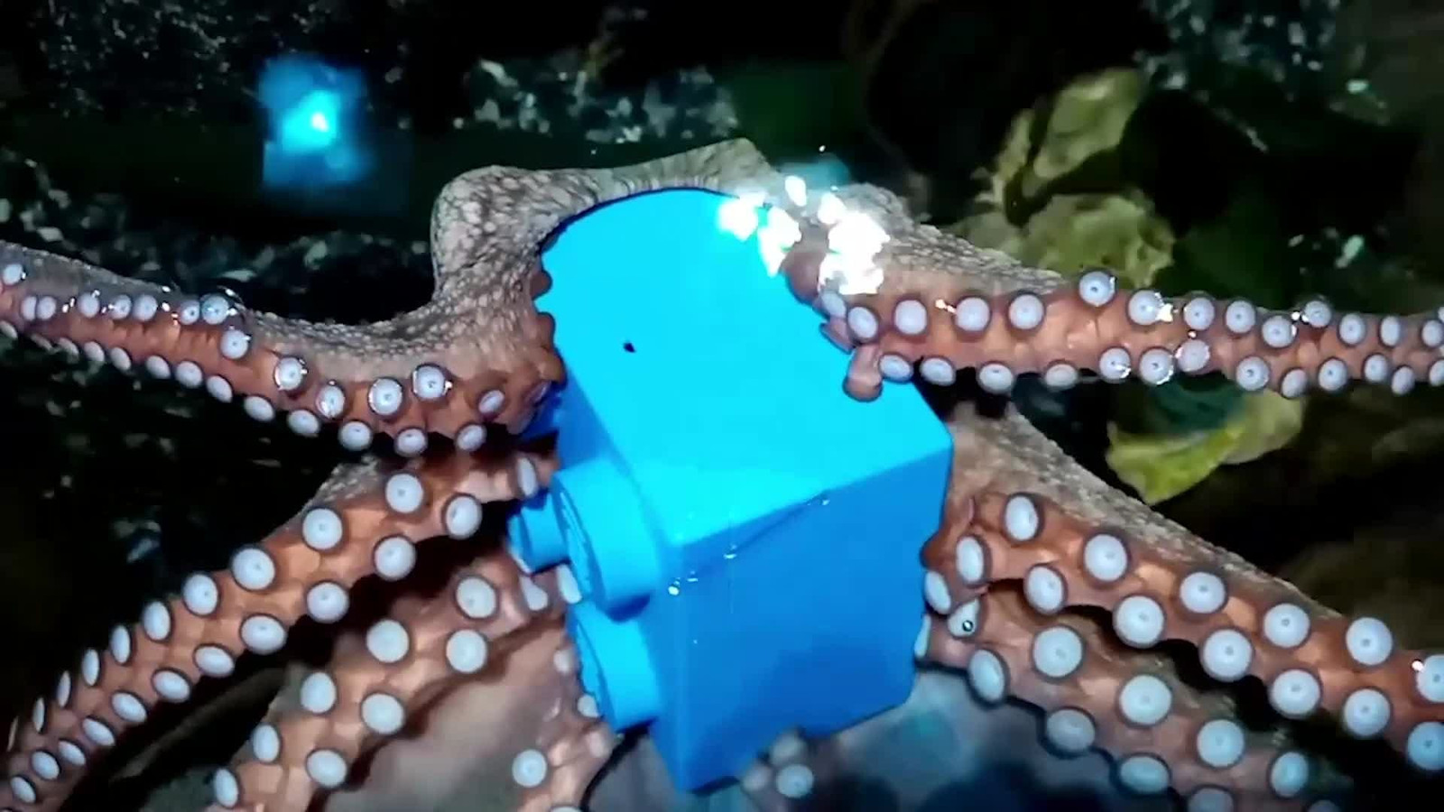 Video van de dag | Octopus wordt verwend met cadeau | Foto | destentor.nl