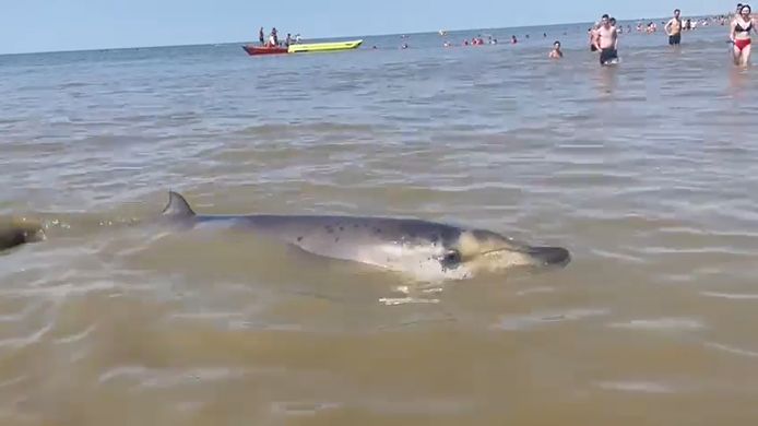 SOS Dolfijn heeft 'gelukkig' spitssnuitdolfijnen niet teruggezien ...