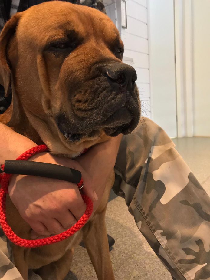 Inzameling om zieke hond van dakloze man in Lelystad te redden ...